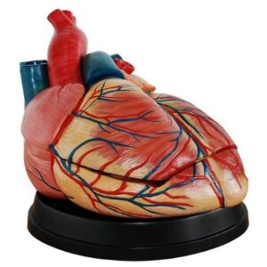 Doc.Royal Human New Style Jumbo Heart Simulation Model Medical Anatomy Type:DR-XF-107