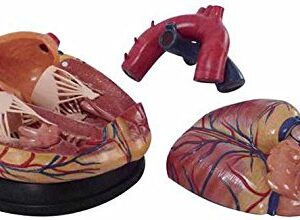 Doc.Royal Human New Style Jumbo Heart Simulation Model Medical Anatomy Type:DR-XF-107