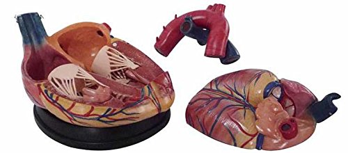 Doc.Royal Human New Style Jumbo Heart Simulation Model Medical Anatomy Type:DR-XF-107