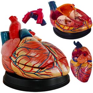 Doc.Royal Human New Style Jumbo Heart Simulation Model Medical Anatomy Type:DR-XF-107