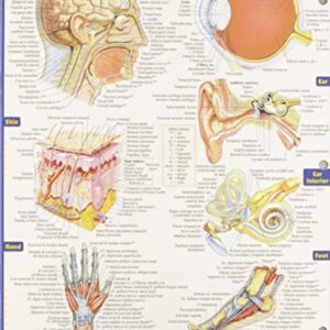 Bar Charts Anatomy Study Guide Med/Health