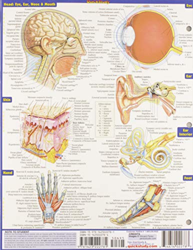 Bar Charts Anatomy Study Guide Med/Health