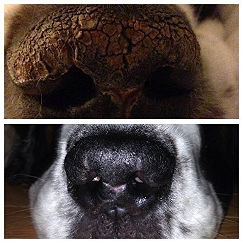 Snout Magic: 100% Organic and Natural Dog Nose Butter (2oz) - Proven to Cure Your Dog's Dry, Chapped, Cracked, and Crusty Nose