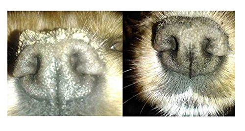 Snout Magic: 100% Organic and Natural Dog Nose Butter (2oz) - Proven to Cure Your Dog's Dry, Chapped, Cracked, and Crusty Nose