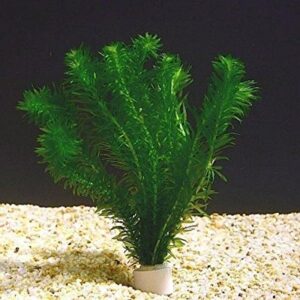 new anacharis egeria elodea densa beginner tropical live aquarium plants java moss