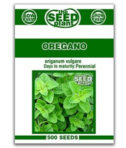 oregano seeds - 500 seeds non-gmo