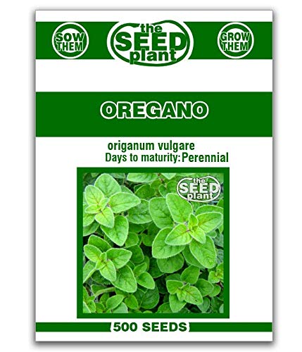 Oregano Seeds - 500 Seeds Non-GMO