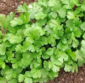 cilantro seeds - 50 seeds non-gmo