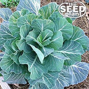 georgia southern collard green seeds - 500 seeds non-gmo