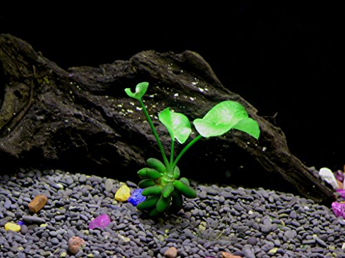 Banana Plant - Beginner Tropical Live Aquarium Plant