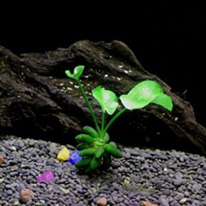 Banana Plant - Beginner Tropical Live Aquarium Plant