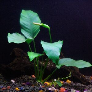 Anubias Barteri and Java Fern Bundle - Beginner Tropical Live Aquarium Plants