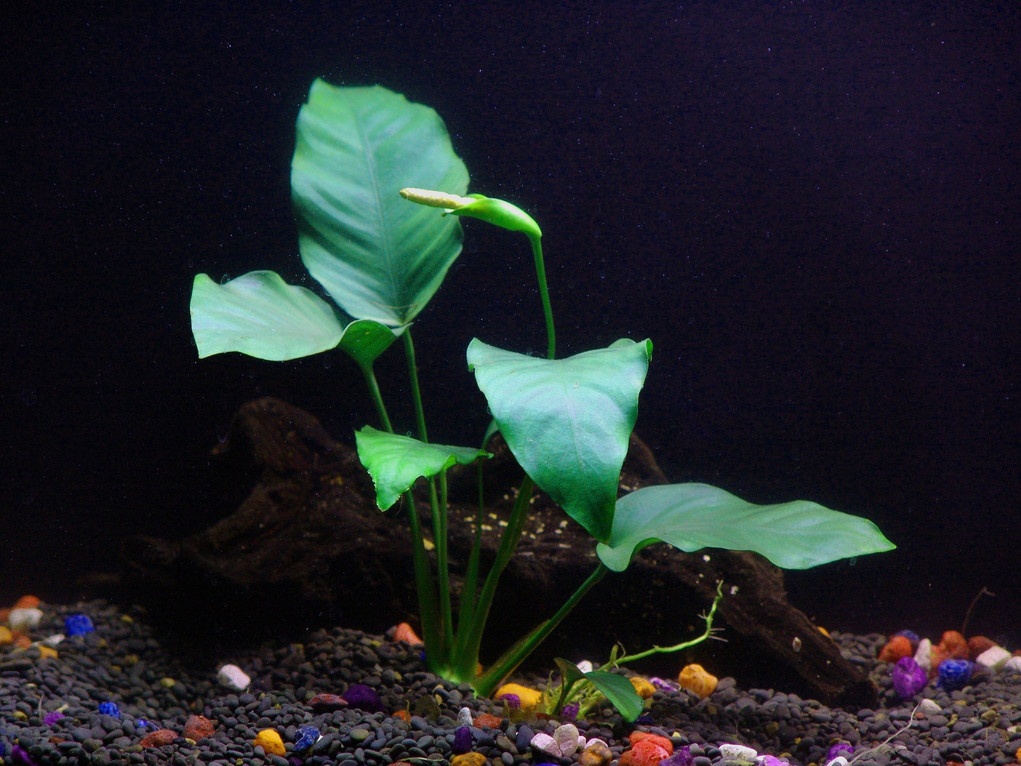 Anubias Barteri and Java Fern Bundle - Beginner Tropical Live Aquarium Plants