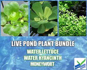 3 water lettuce + 3 water hyancinth bundle + moneywort - floating live pond plants + marginal plant