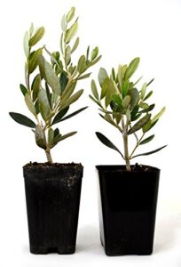 9greenbox - olive tree - tree of peace - olea europaea - 2 pack