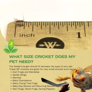 Josh's Frogs 1/8" Banded Crickets (250 Count)