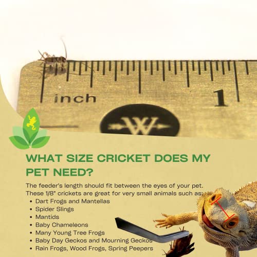 Josh's Frogs 1/8" Banded Crickets (250 Count)