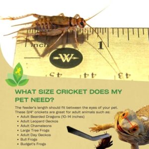 Josh's Frogs 3/4"" Banded Crickets (1000 Count)