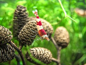 aquatic arts 50 alder cones | shrimp aquarium decorations |ph reducer & buffering water treatment |freshwater fish tank supplies/accessories