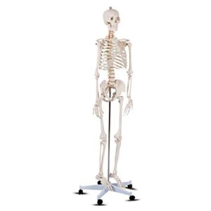 giantex b010l18xew life size 70.8" human anatomical anatomy skeleton medical model + stand