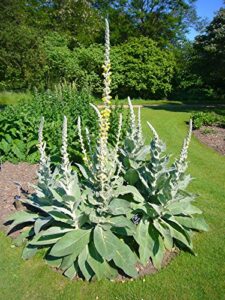 bulk 100 seeds mullein seed ornamental plant flowering medicinal