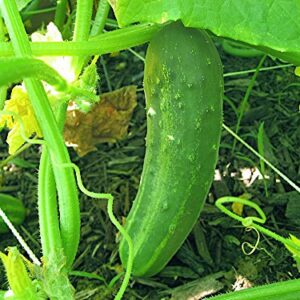 Cucumber, Straight Eight Cucumber Seeds, Heirloom, 25 Seeds, Great for Salads/Snack