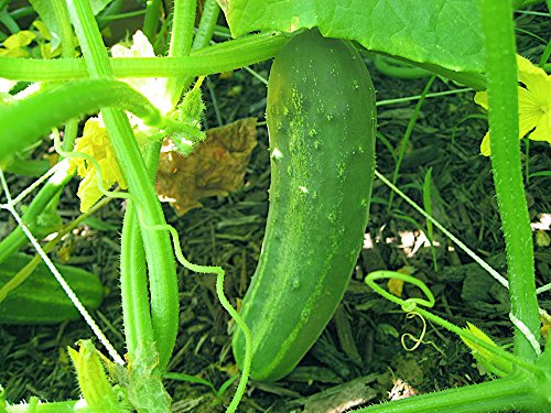 Cucumber, Straight Eight Cucumber Seeds, Heirloom, 25 Seeds, Great for Salads/Snack