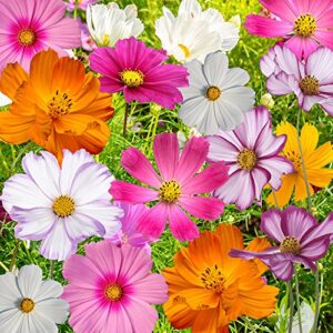 seed needs, large 2.1 ounce package of 7,000+ crazy mix cosmos seed mixture for planting (cosmos bipinnatus butterfly attracting cosmos mixture) 10+ varieties open pollinated - bulk