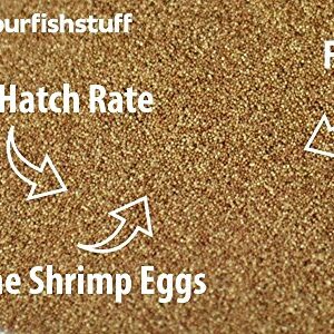 Brine Shrimp Eggs 50 Gramm (Artemia Cysts) of 90% Hatch Rate Fish Food