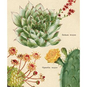 Cavallini Papers & Co., Inc. Succulents Mini Notebooks 4 x 5.5