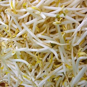 Todd’s Seeds - Mung Bean Sprouting Seed - Mung Bean Seeds - Chinese Green Bean - 1 Pound Bulk Seeds