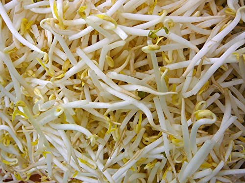 Todd’s Seeds - Mung Bean Sprouting Seed - Mung Bean Seeds - Chinese Green Bean - 1 Pound Bulk Seeds