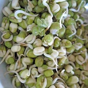 Todd’s Seeds - Mung Bean Sprouting Seed - Mung Bean Seeds - Chinese Green Bean - 1 Pound Bulk Seeds