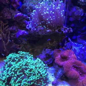 Reef Builder, 1.2 kg / 2.6 lbs