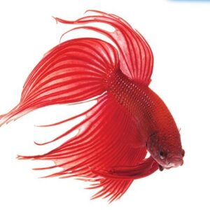 API Bettafix Betta Medication - 1.7 oz (93B)