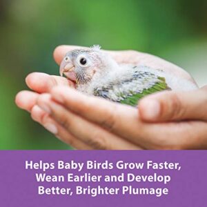 Kaytee Exact Handfeeding - Baby Bird 18 oz, Instant Formula