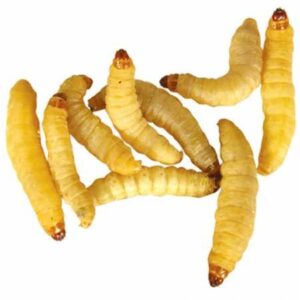 timberline wax worms (500 count)