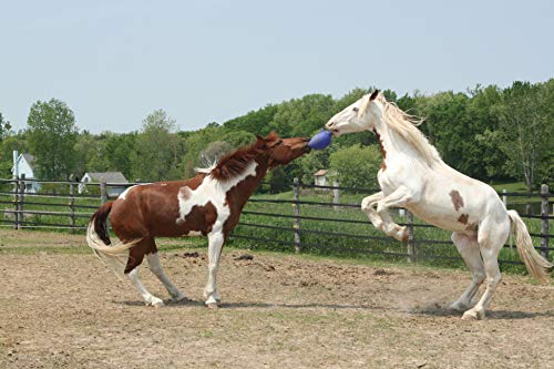 Horsemen's Pride 10" Jolly Ball Horse Toy, Blue, XLARGE, All Breed Sizes