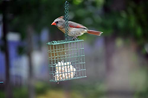 C&S Fruit n' Nut Treat