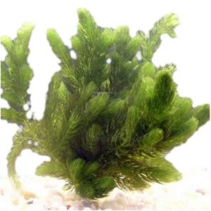 hughes water gardens oxygenating hornwort (1 bunch - 6 stem plants)