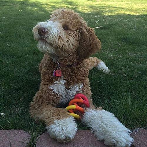 JW Pet Company Dogs iN Action Dog Toy, Small (Colors Vary), multicolor (43144)