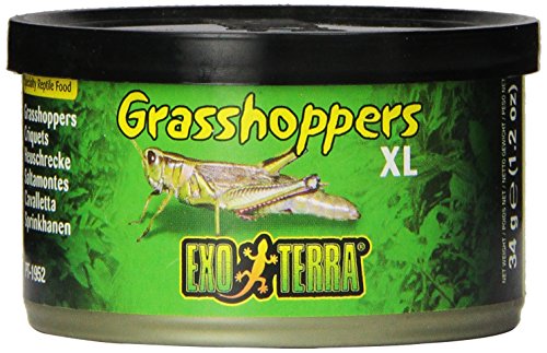 Exo Terra Specialty Reptile Food, Canned XL Grasshoppers for Reptiles, PT1952