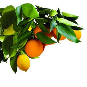 Jobe's, Fertilizer Spikes, Fruit and Citrus, 5 Count, Slow Release, Apple, Orange, Lemon, Trees