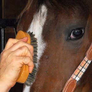 intrepid international pig bristle animal face brush