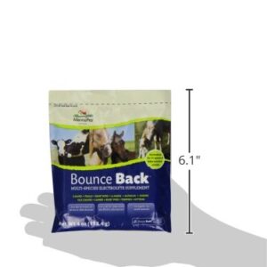 Manna Pro Bounce Back Supplement | Multi-Species Electrolyte | 4 oz