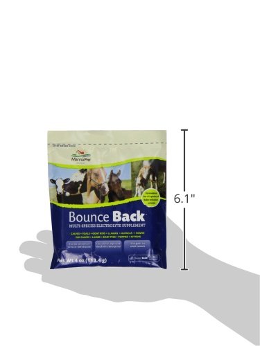 Manna Pro Bounce Back Supplement | Multi-Species Electrolyte | 4 oz