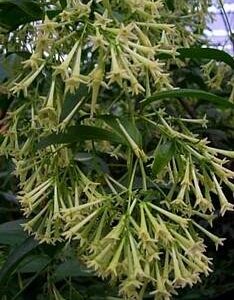 Ohio Grown Night Blooming Jasmine Plant - Cestrum nocturnum - 4" Pot