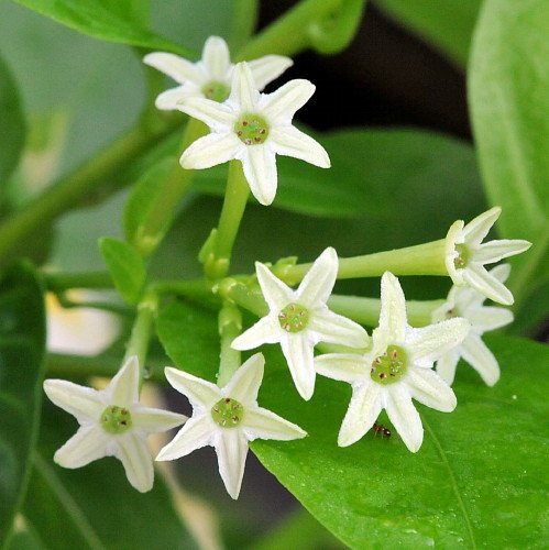 Ohio Grown Night Blooming Jasmine Plant - Cestrum nocturnum - 4" Pot