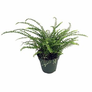 lemon button fern - 4" pot - nephrolepis cordifolia duffii - live plant