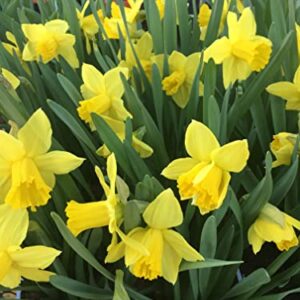 Dutch Master Daffodil 50 Bulbs -Deer & Rodent Resistant - 14/16 cm Bulbs